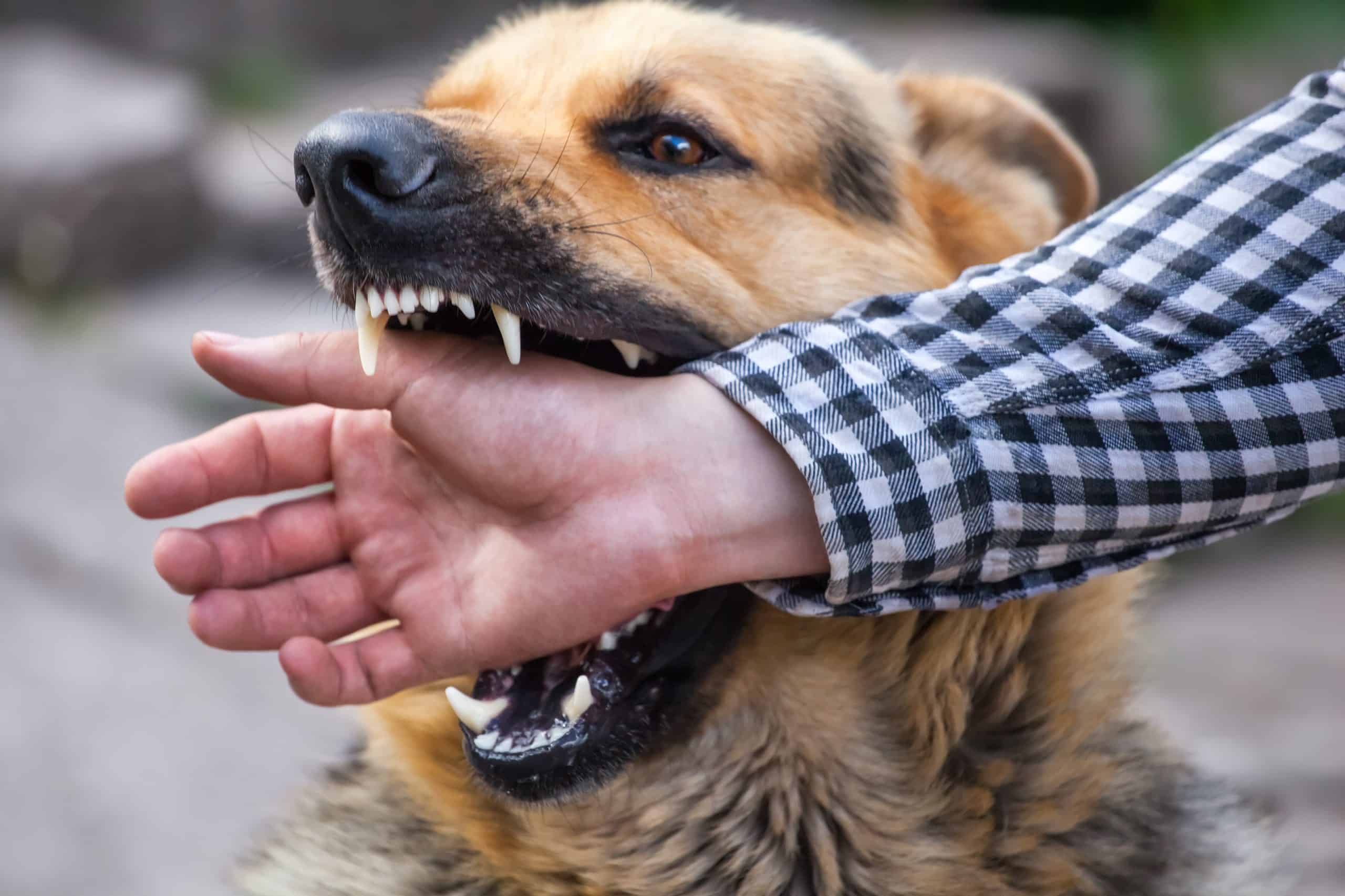 Dog Bites Can Cause Serious and Permanent Injuries | Glisson Law